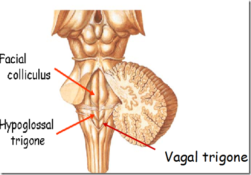 trigone - définition - C'est quoi